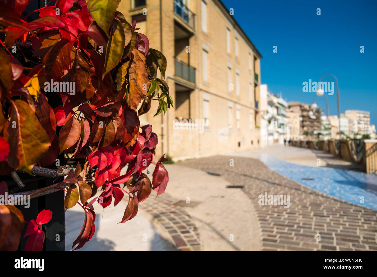 Leaves leaf structure building hi-res stock photography and images - Alamy