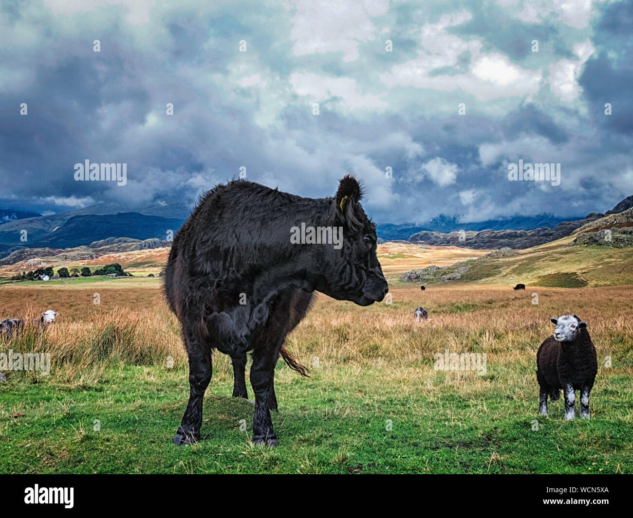 Cow and sheep hi-res stock photography and images - Alamy