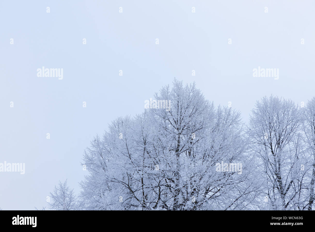 Tree top branches hi-res stock photography and images - Alamy