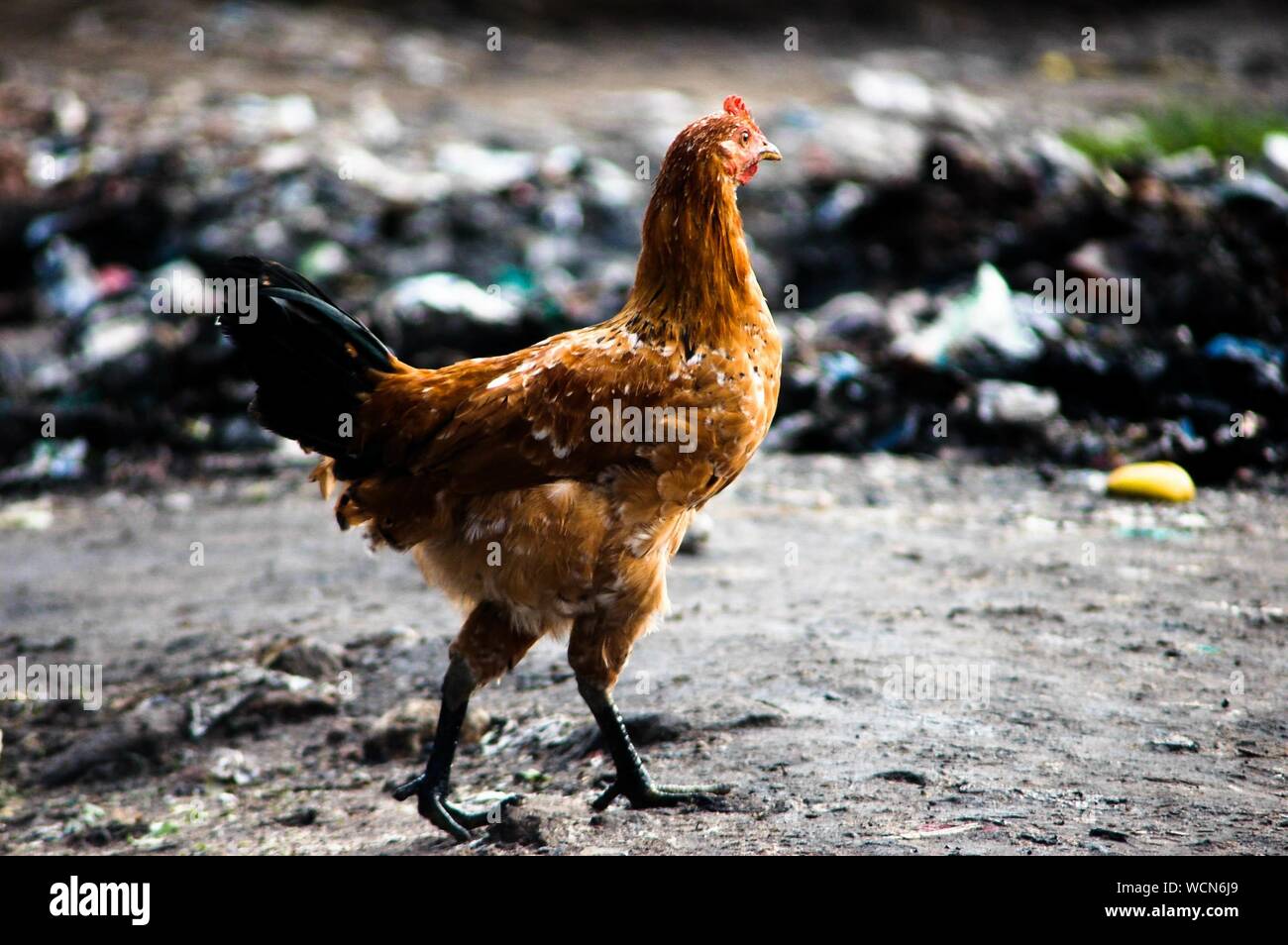 Chicken hen walking hi-res stock photography and images - Alamy