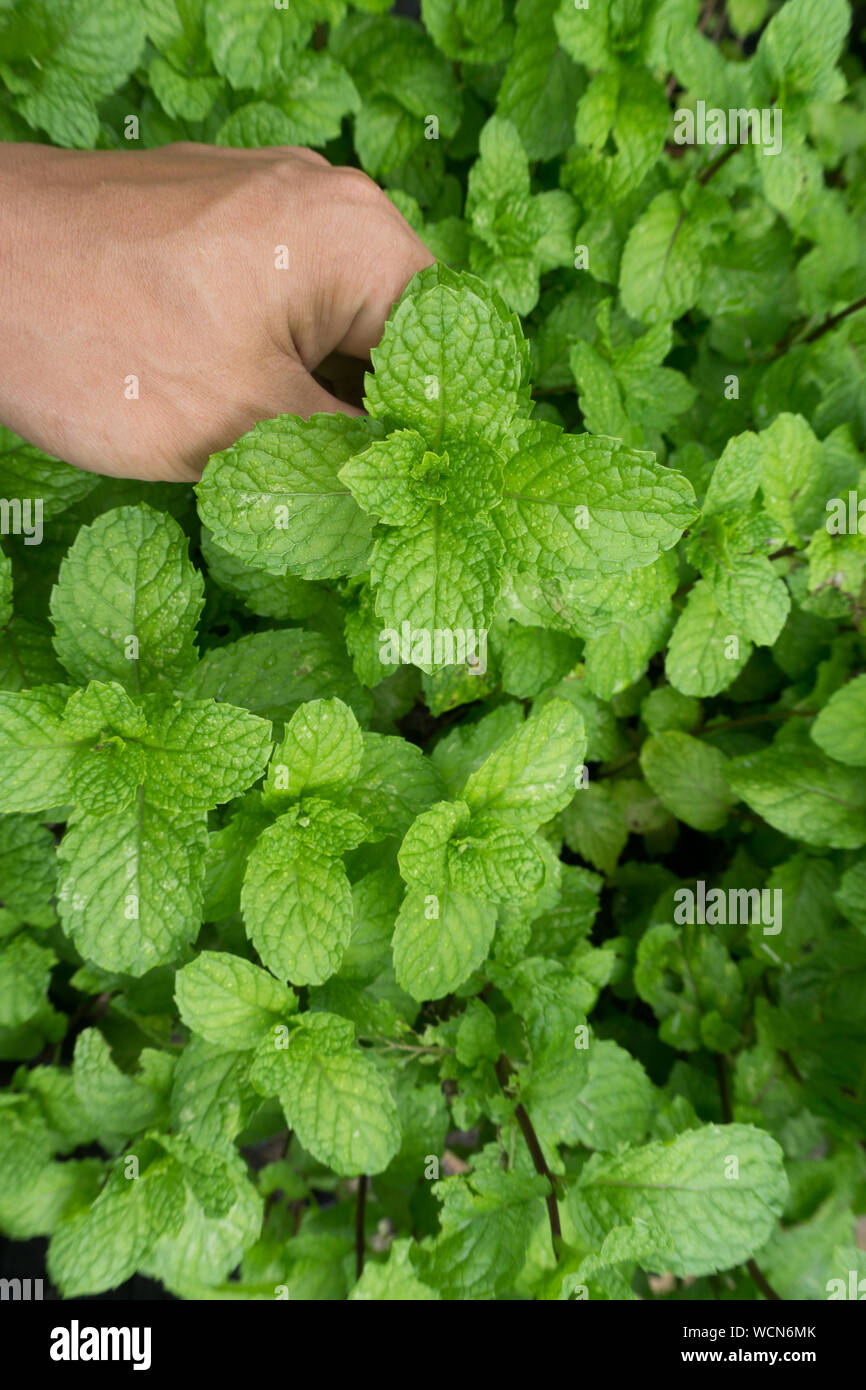 Hand harvesting hi-res stock photography and images - Alamy