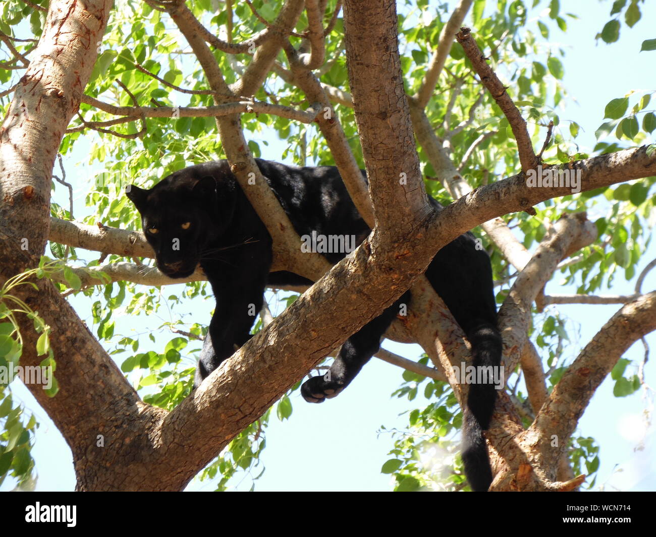 Black leopard tree hi-res stock photography and images - Alamy