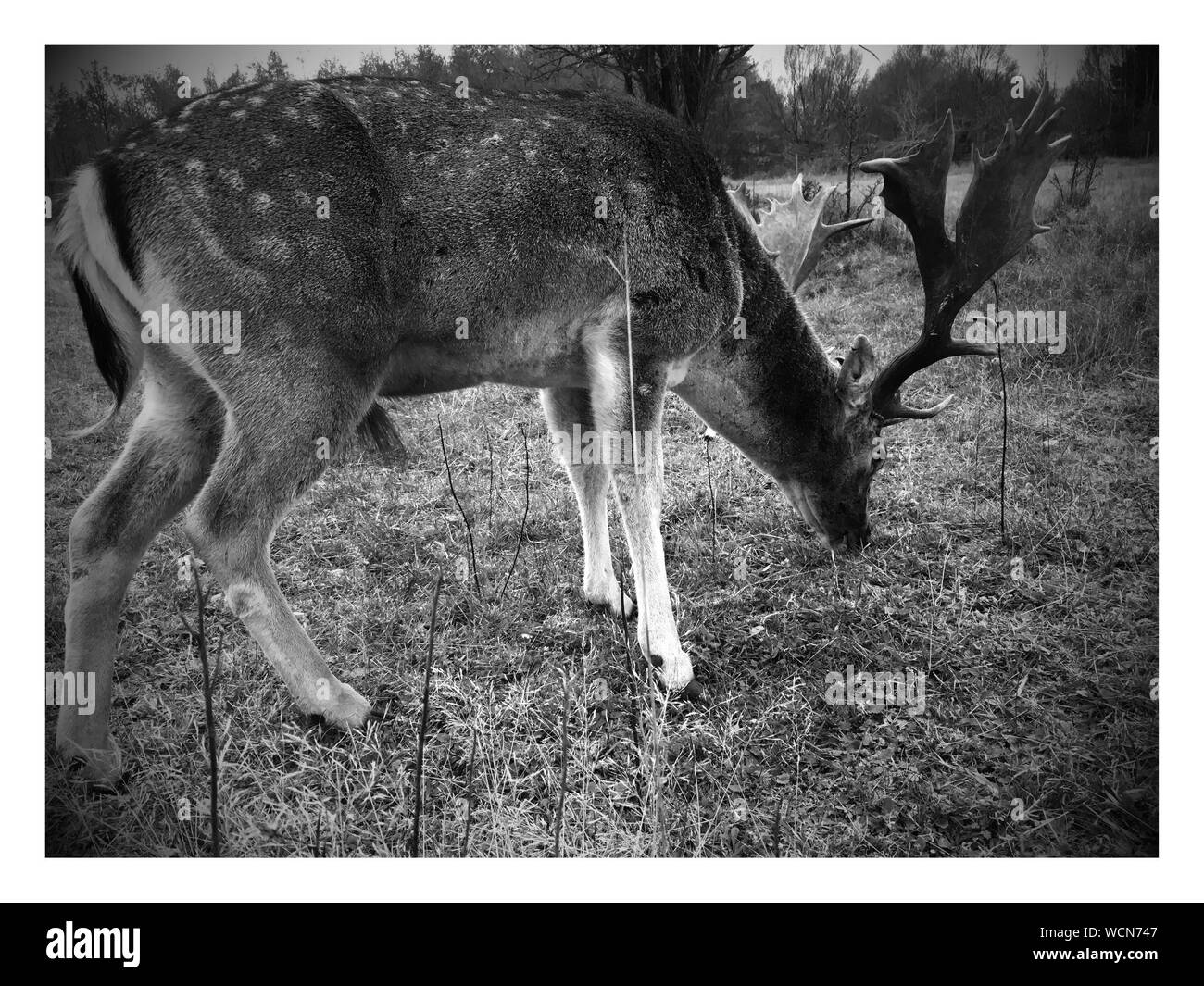 Deer view Black and White Stock Photos & Images - Alamy