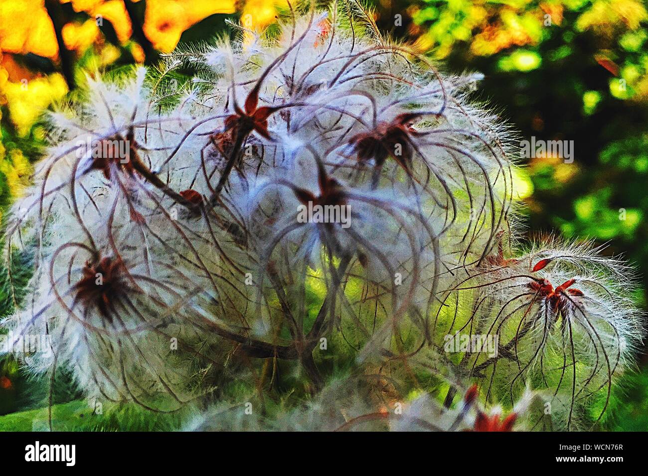 White thorn tree hi-res stock photography and images - Alamy