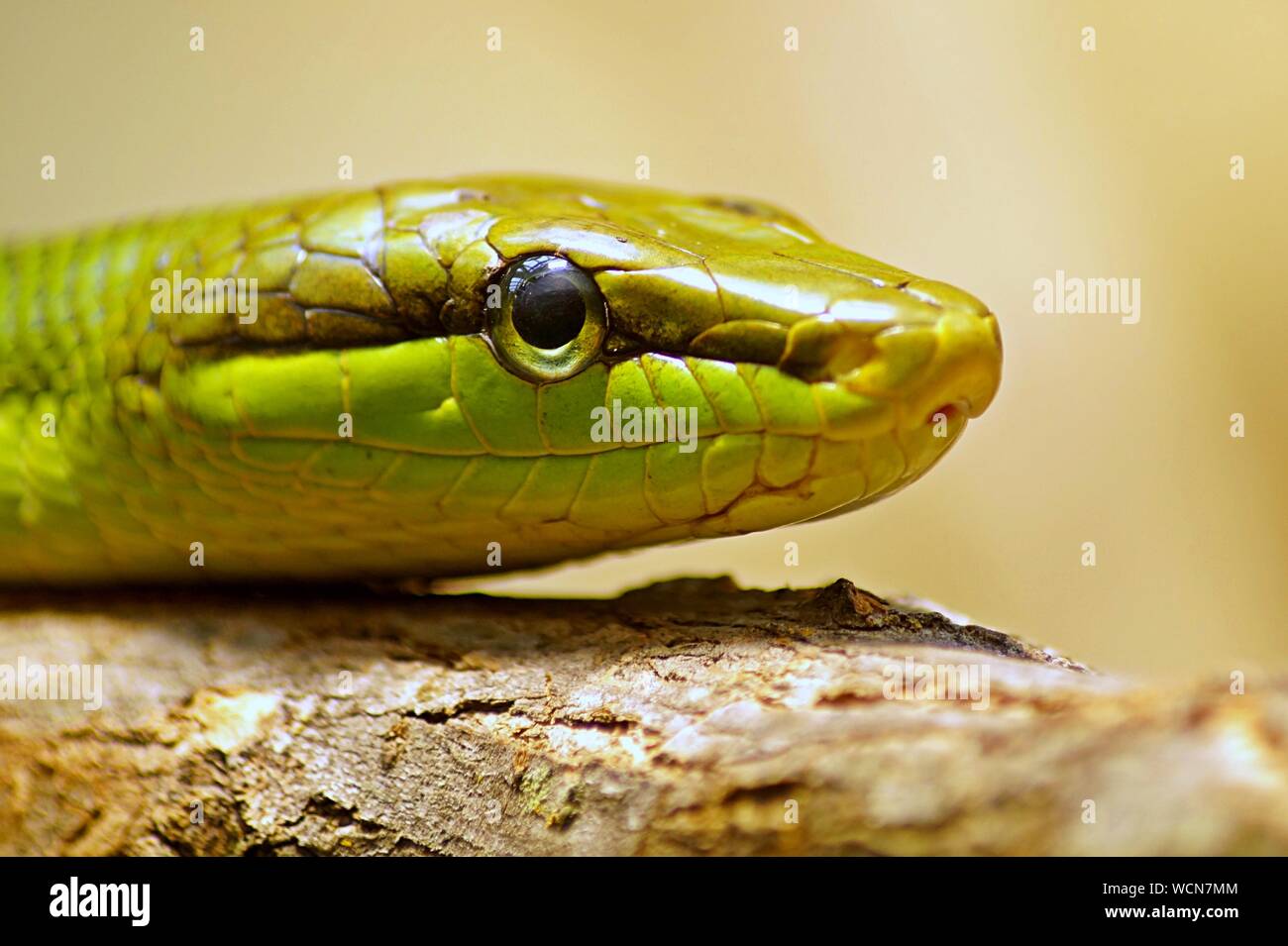 Green snake head hi-res stock photography and images - Alamy
