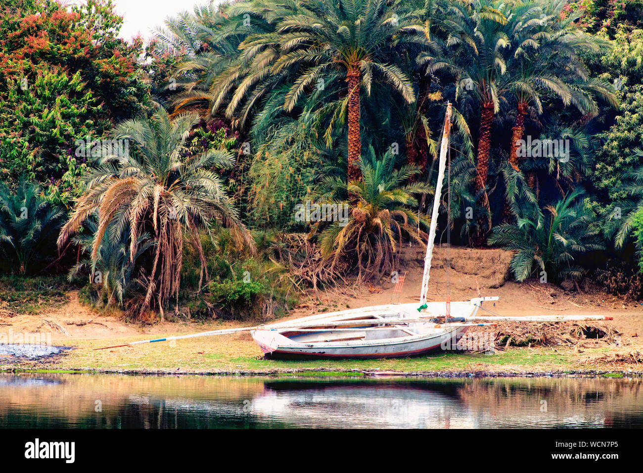 Riverside Palm Trees High Resolution Stock Photography and Images - Alamy