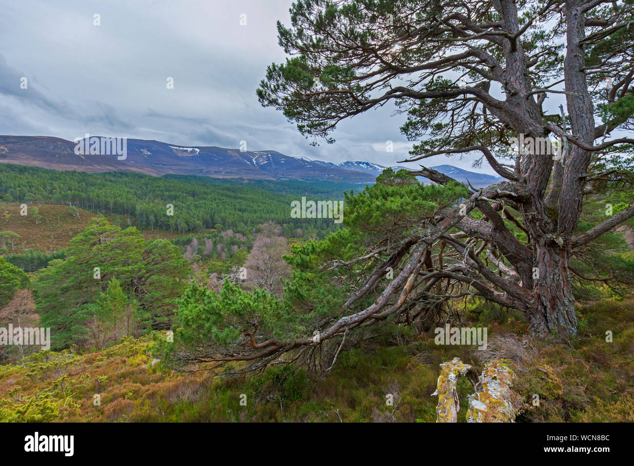 Caledonian pine tree hi-res stock photography and images - Alamy