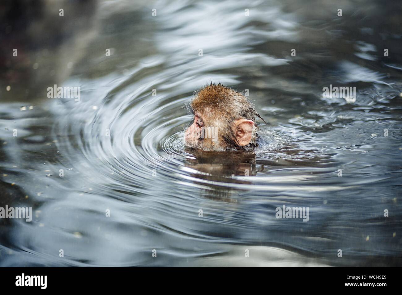 Monkey hot springs hi-res stock photography and images - Alamy