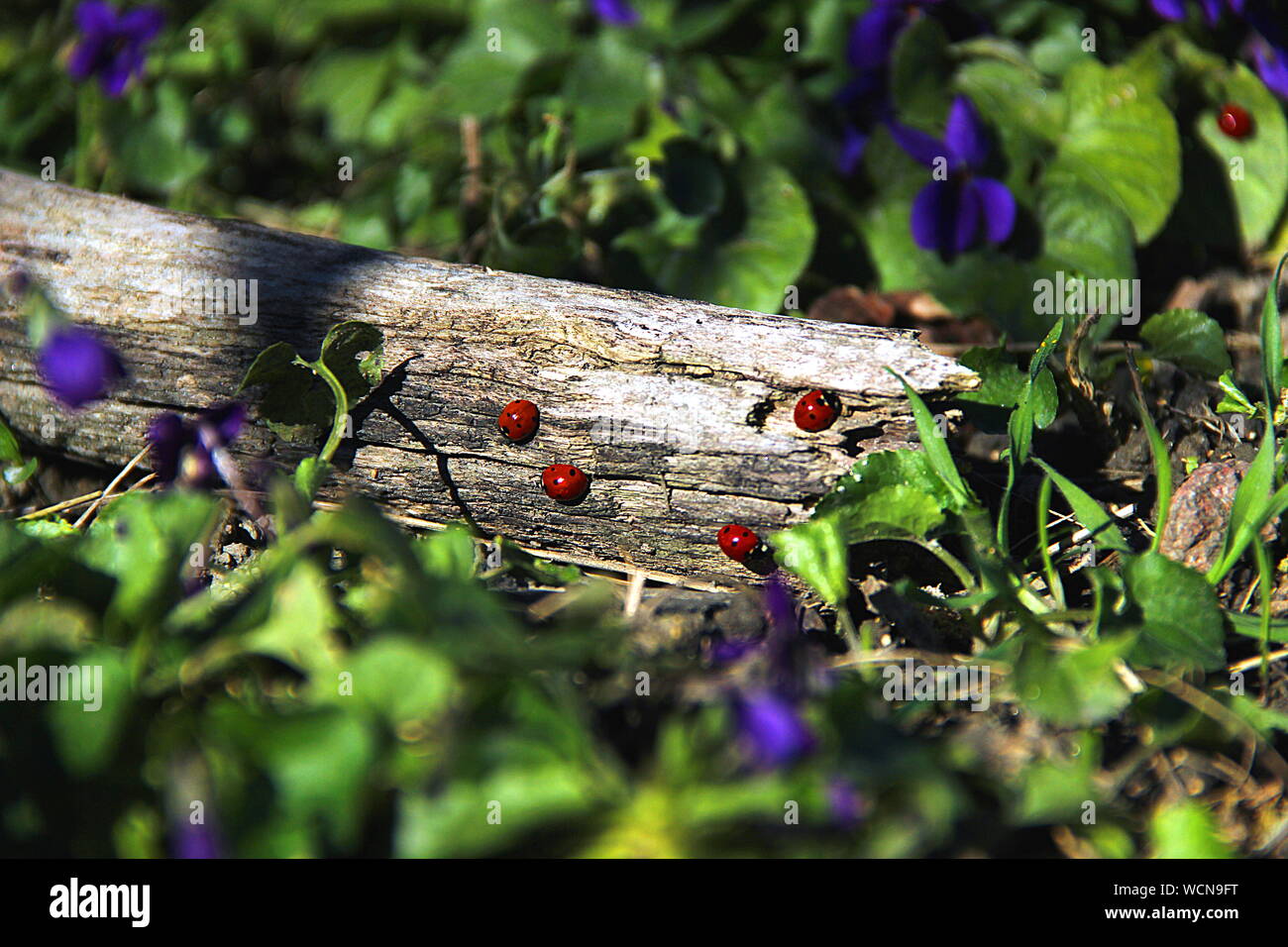 Lady bugs hi-res stock photography and images - Alamy