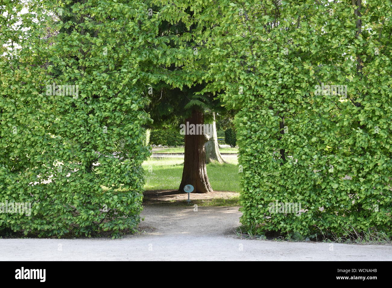 Creeper Plants High Resolution Stock Photography and Images - Alamy