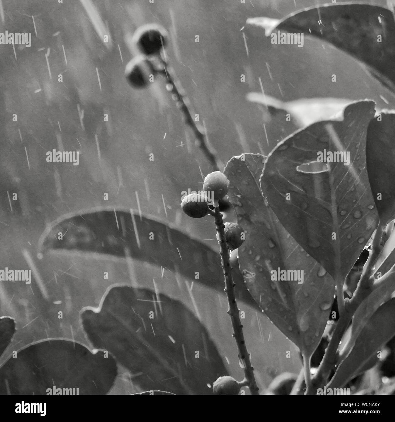 Rain falling on plants hi-res stock photography and images - Alamy