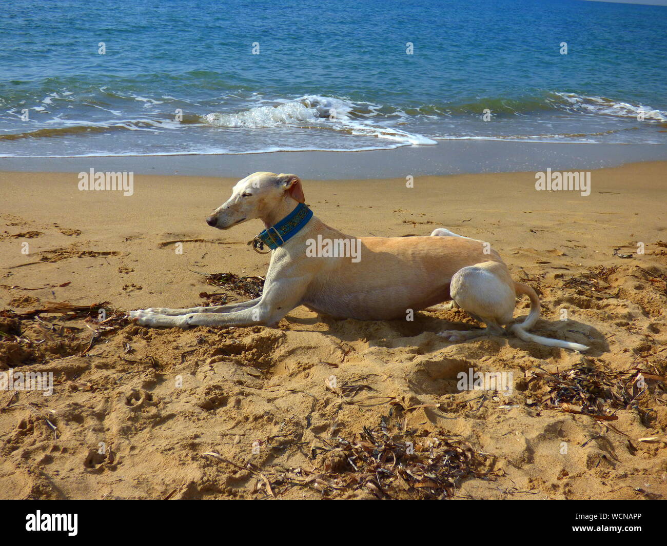 Greyhound on beach hi-res stock photography and images - Alamy
