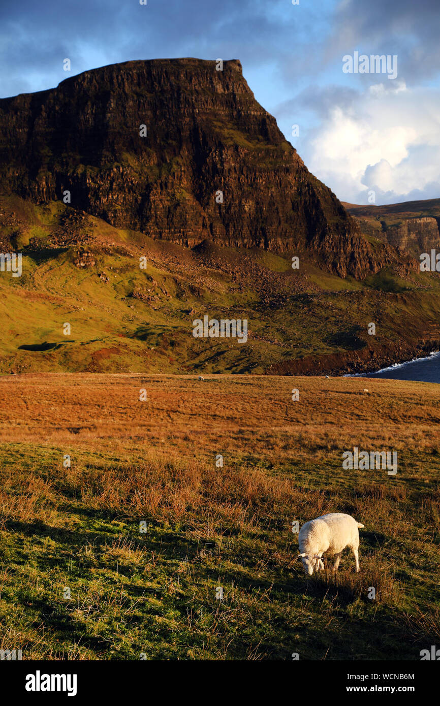 Sheep of mountain hi-res stock photography and images - Alamy