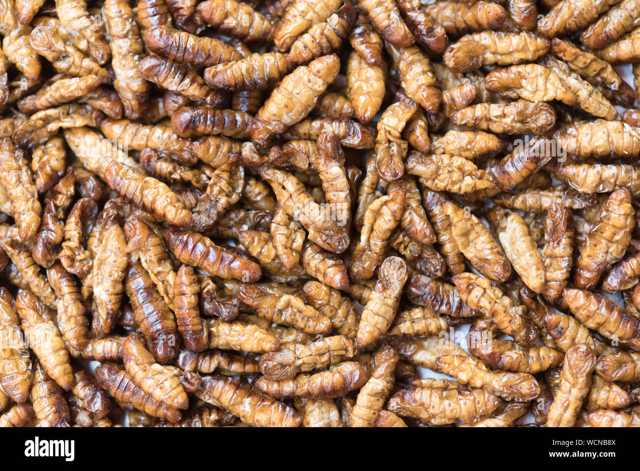 Fried silk worm hi-res stock photography and images - Alamy