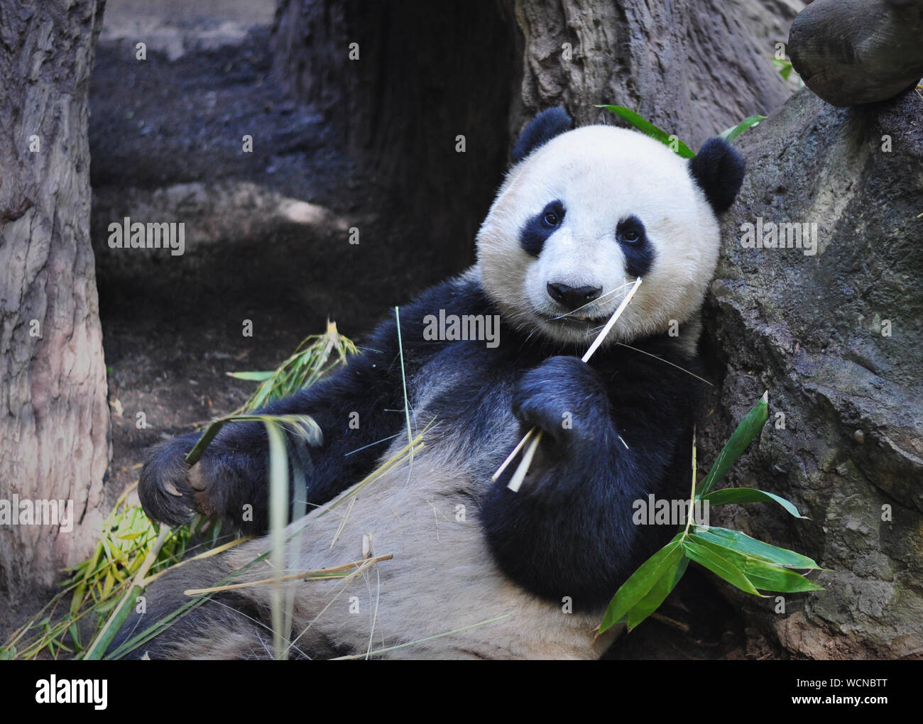 Panda bear eating hi-res stock photography and images - Alamy