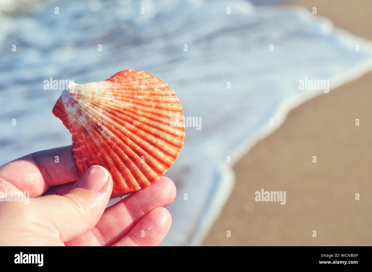 Wet hand holding shell hi-res stock photography and images - Alamy