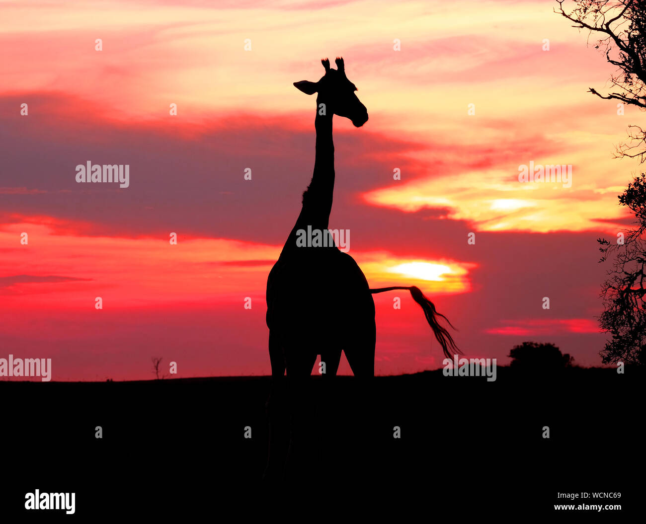 Orange giraffe hi-res stock photography and images - Alamy
