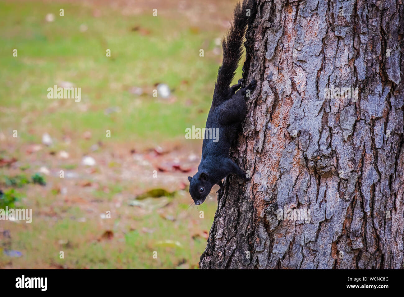 Beautiful black squirrel walking on old tree Stock Photo - Alamy