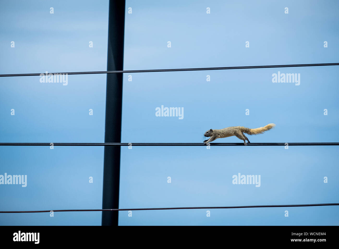 Grey squirrel running hi-res stock photography and images - Alamy