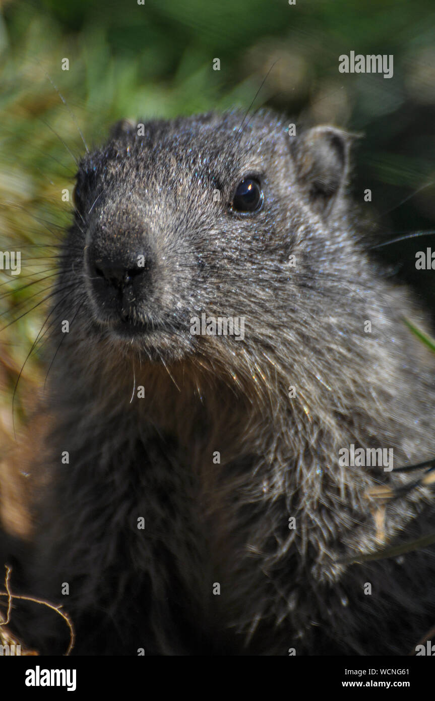 Close up beaver hi-res stock photography and images - Alamy