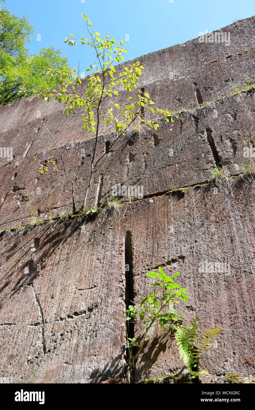 Rugged Red Volcanic Tuff Rock Wall at the Michelnau Stone Pit, a ...