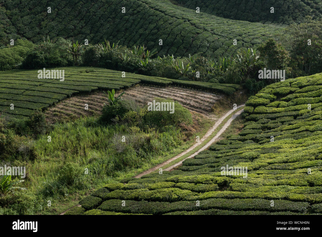 Tea plantations road hi-res stock photography and images - Alamy