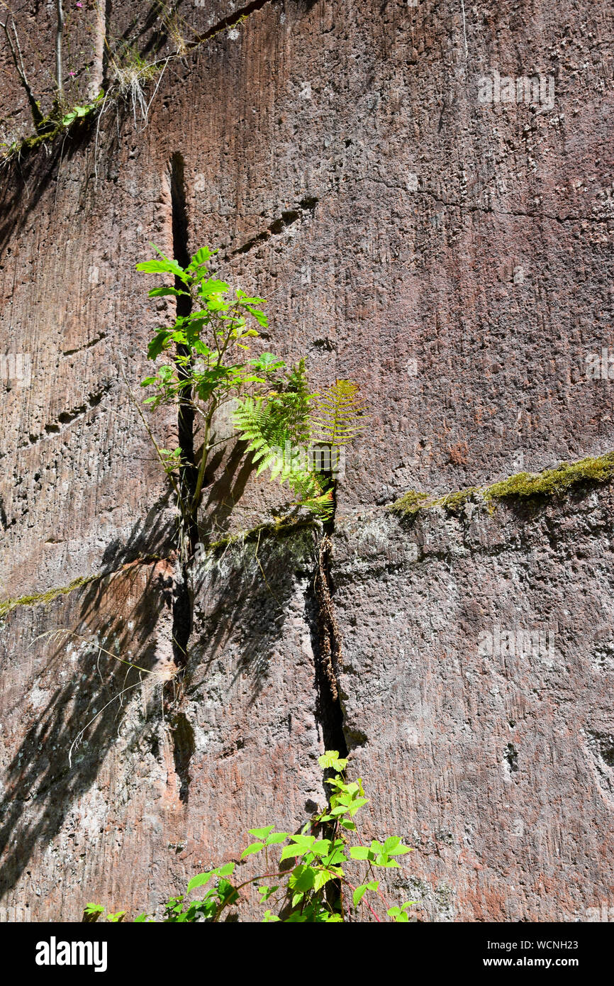 Rugged Red Volcanic Tuff Rock Wall at the Michelnau Stone Pit, a ...