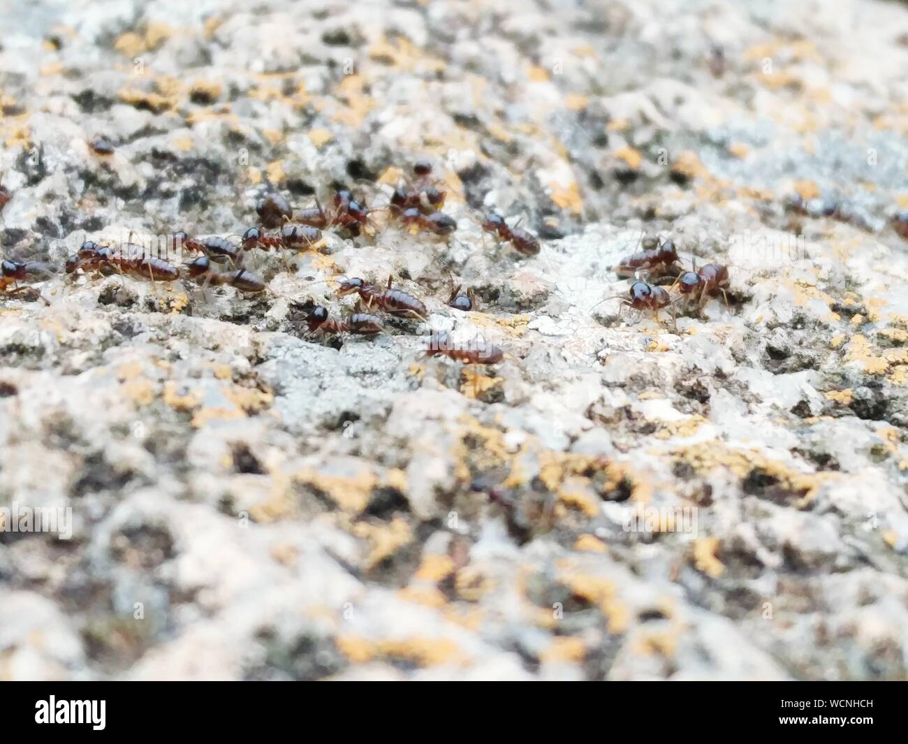Insects on ground hi-res stock photography and images - Alamy