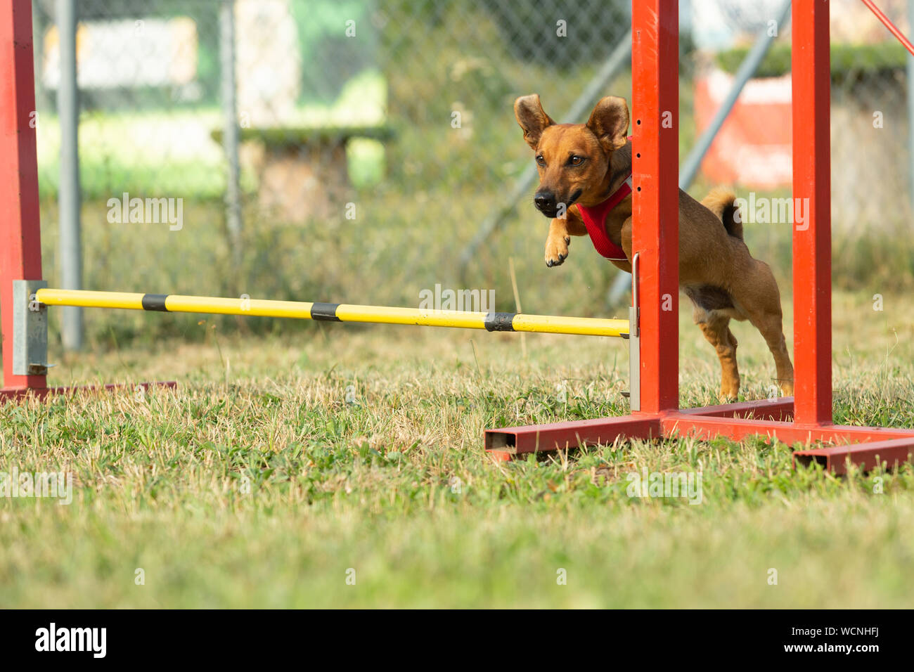 How Do You Train A Dog To Jump Obstacles