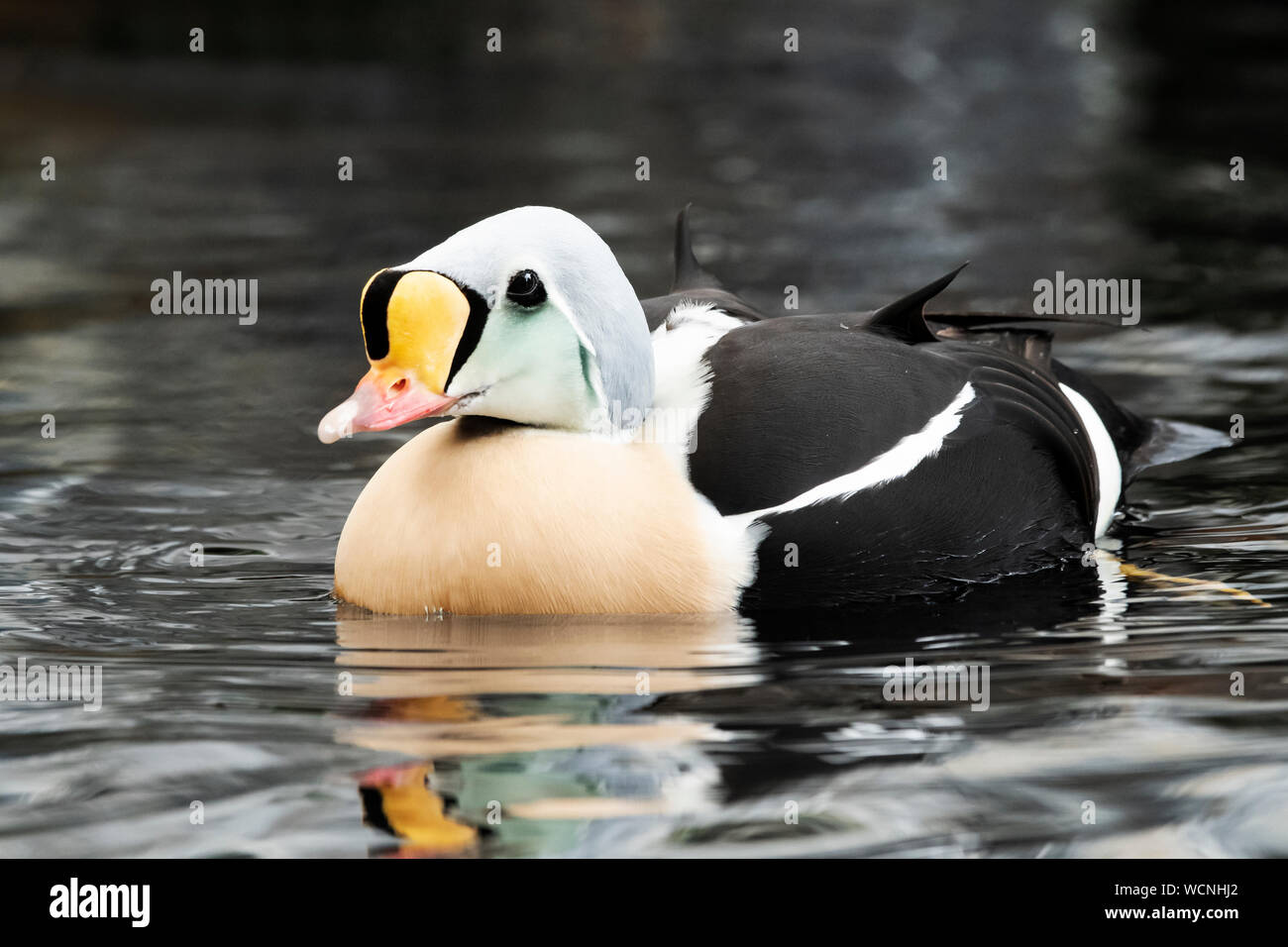 North America; United States; Alaska; Spring; Wildlife; Birds ...