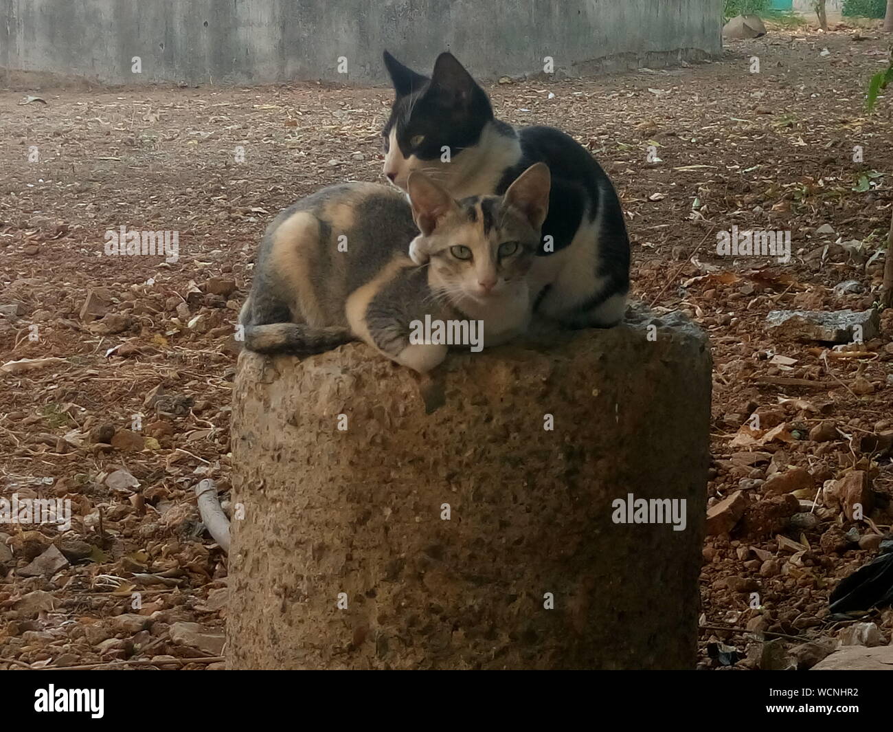 Cats rock hi-res stock photography and images - Alamy