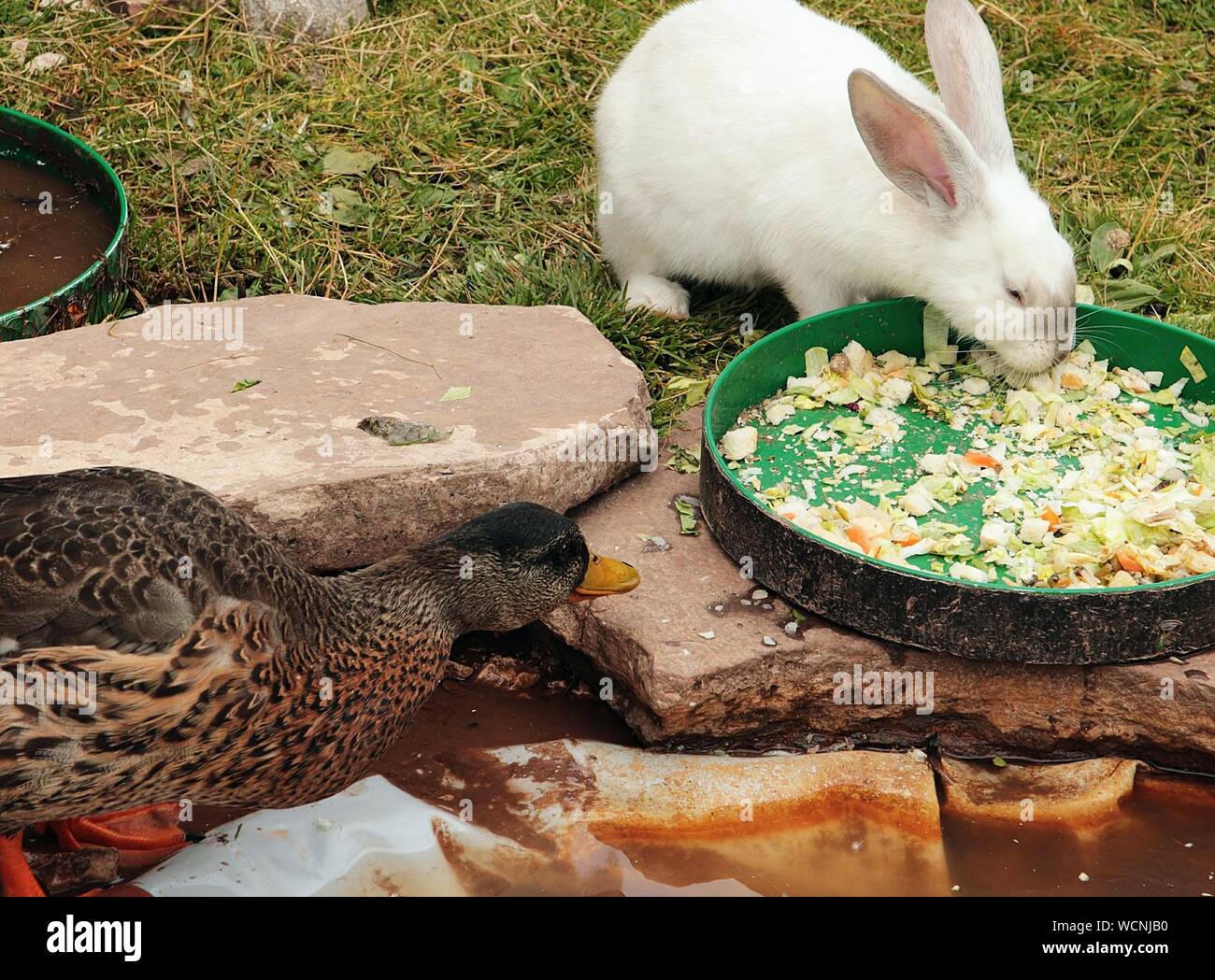 Duck and rabbit hi-res stock photography and images - Alamy