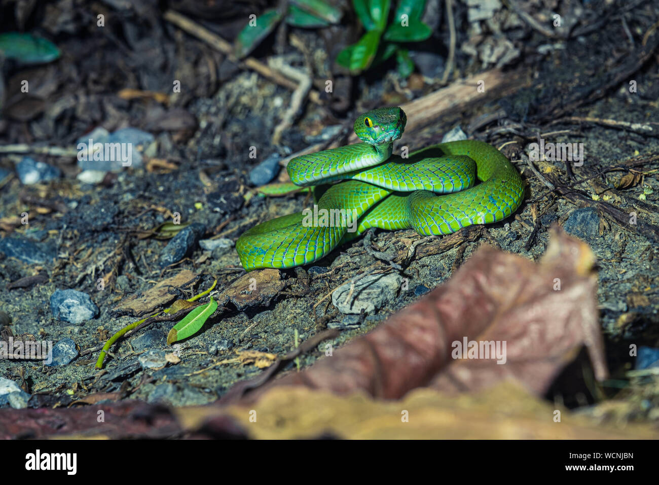 Asian viper hi-res stock photography and images - Alamy