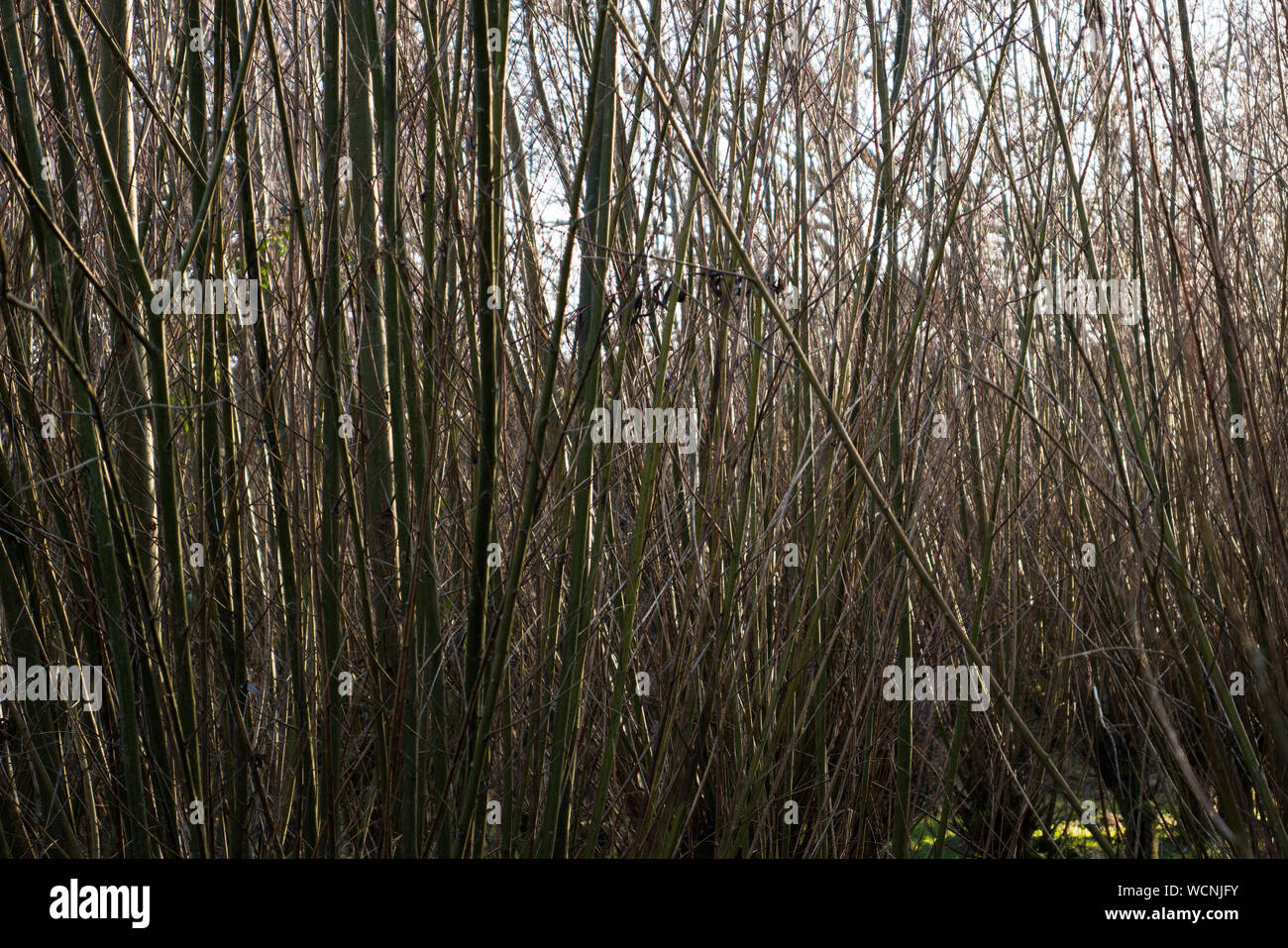 Bamboo forest winter hi-res stock photography and images - Alamy