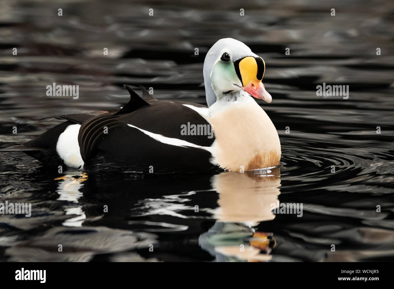 North America; United States; Alaska; Spring; Wildlife; Birds ...