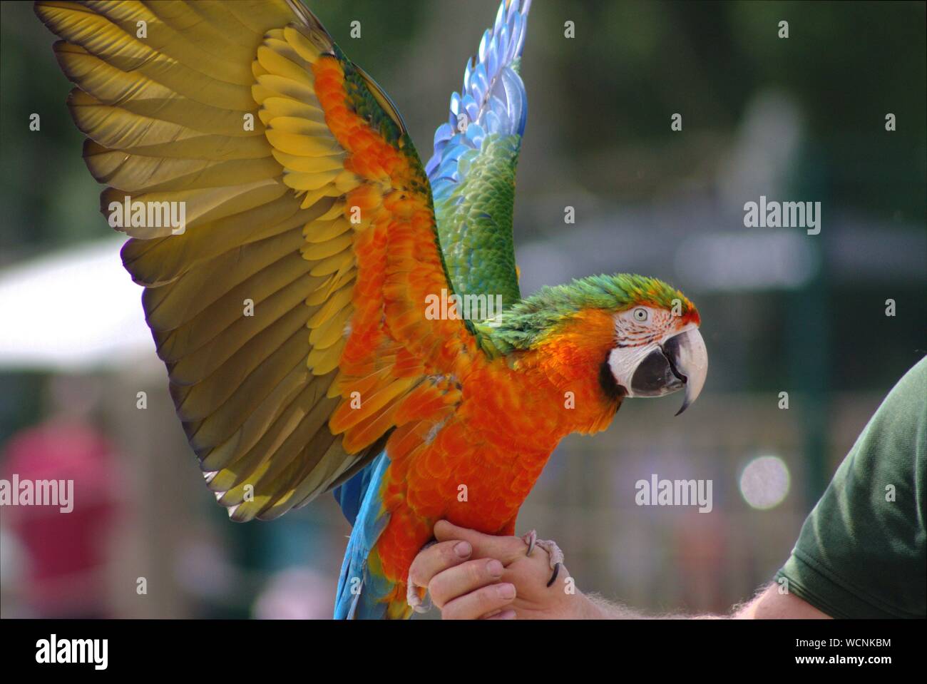 Parrot wings spread hi-res stock photography and images - Alamy