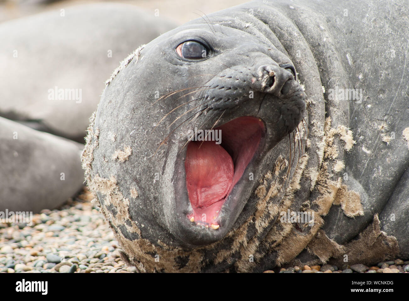 Seal open mouth hi-res stock photography and images - Alamy