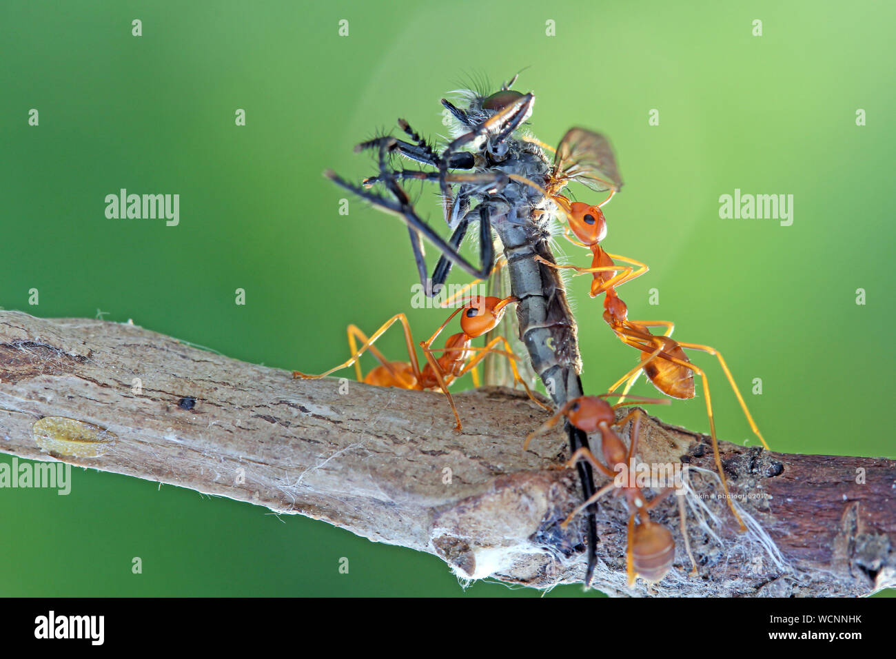 Attacking ants hi-res stock photography and images - Alamy