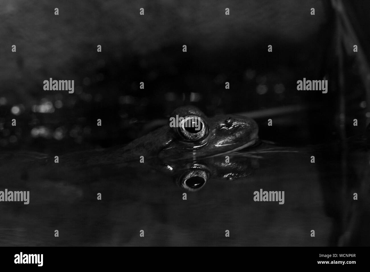 Frog in the night hi-res stock photography and images - Alamy