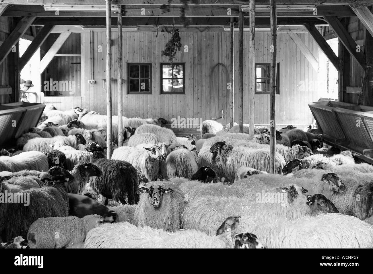 Sheep In Stable High Resolution Stock Photography and Images - Alamy