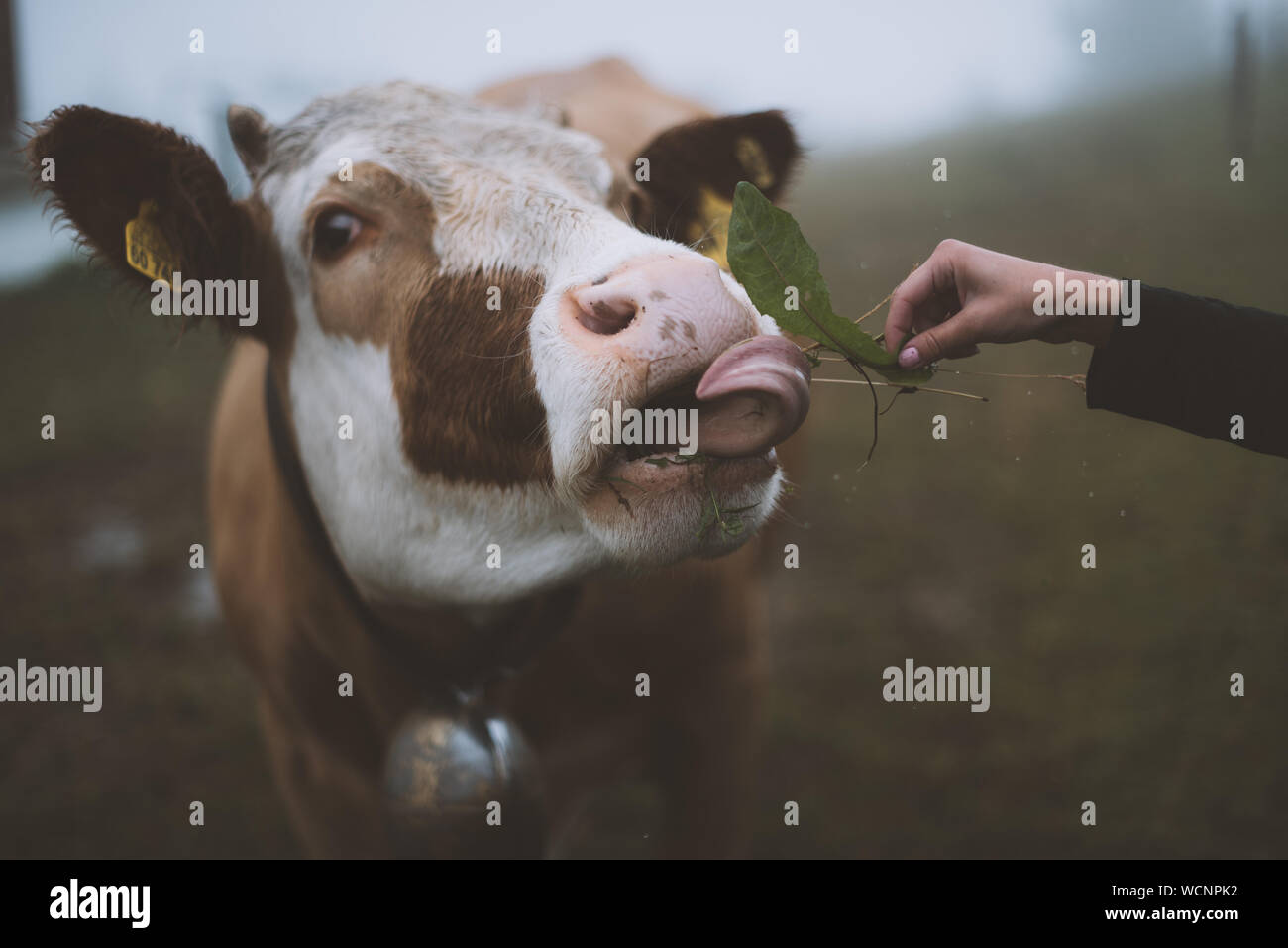 Hand feeding cow hi-res stock photography and images - Alamy