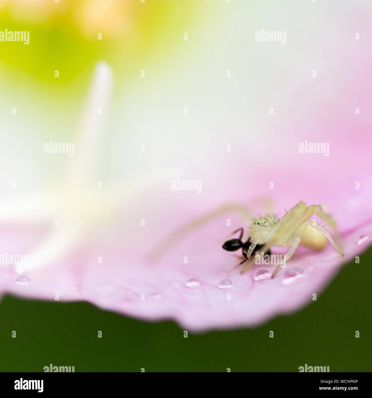 Jumping Ant High Resolution Stock Photography and Images - Alamy