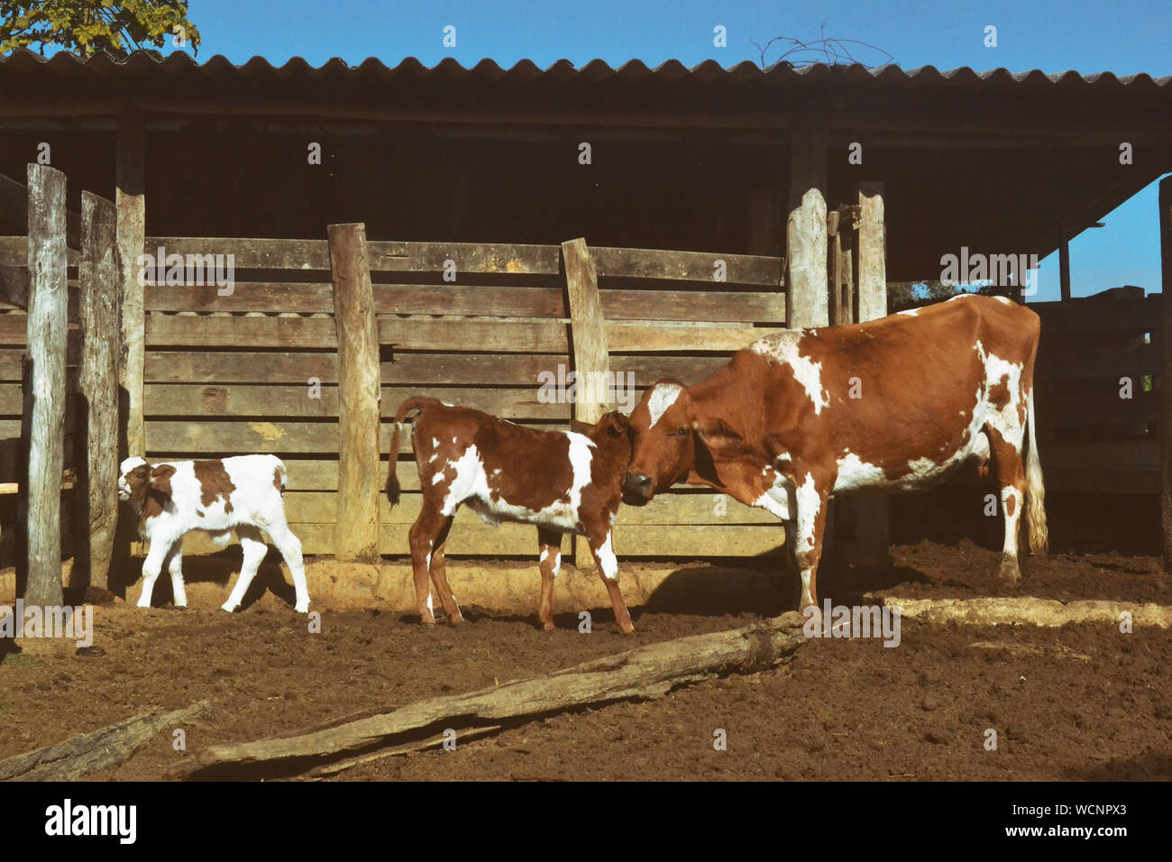 Cow and calves hi-res stock photography and images - Alamy