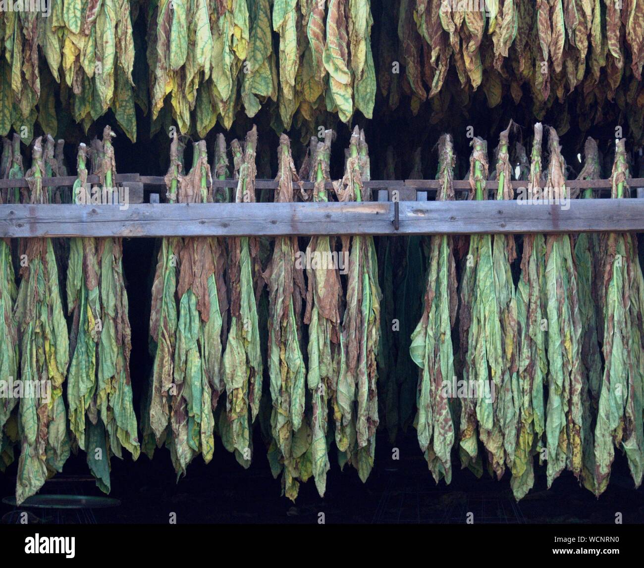 Tobacco drying barn hi-res stock photography and images - Alamy