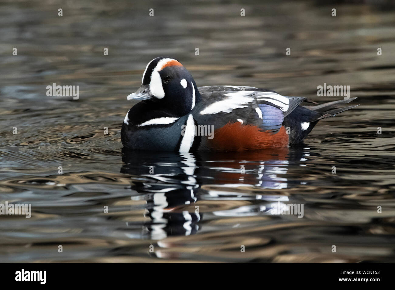 North America; United States; Alaska; Spring; Wildlife; Birds ...