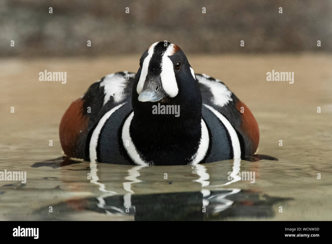 North America; United States; Alaska; Spring; Wildlife; Birds ...