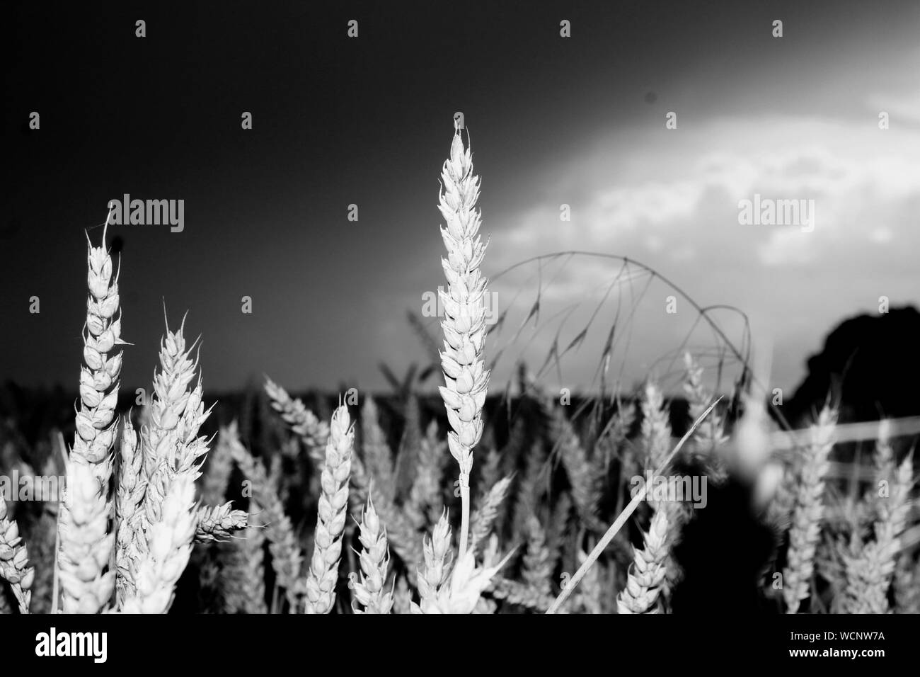 Wheat Black and White Stock Photos & Images - Alamy