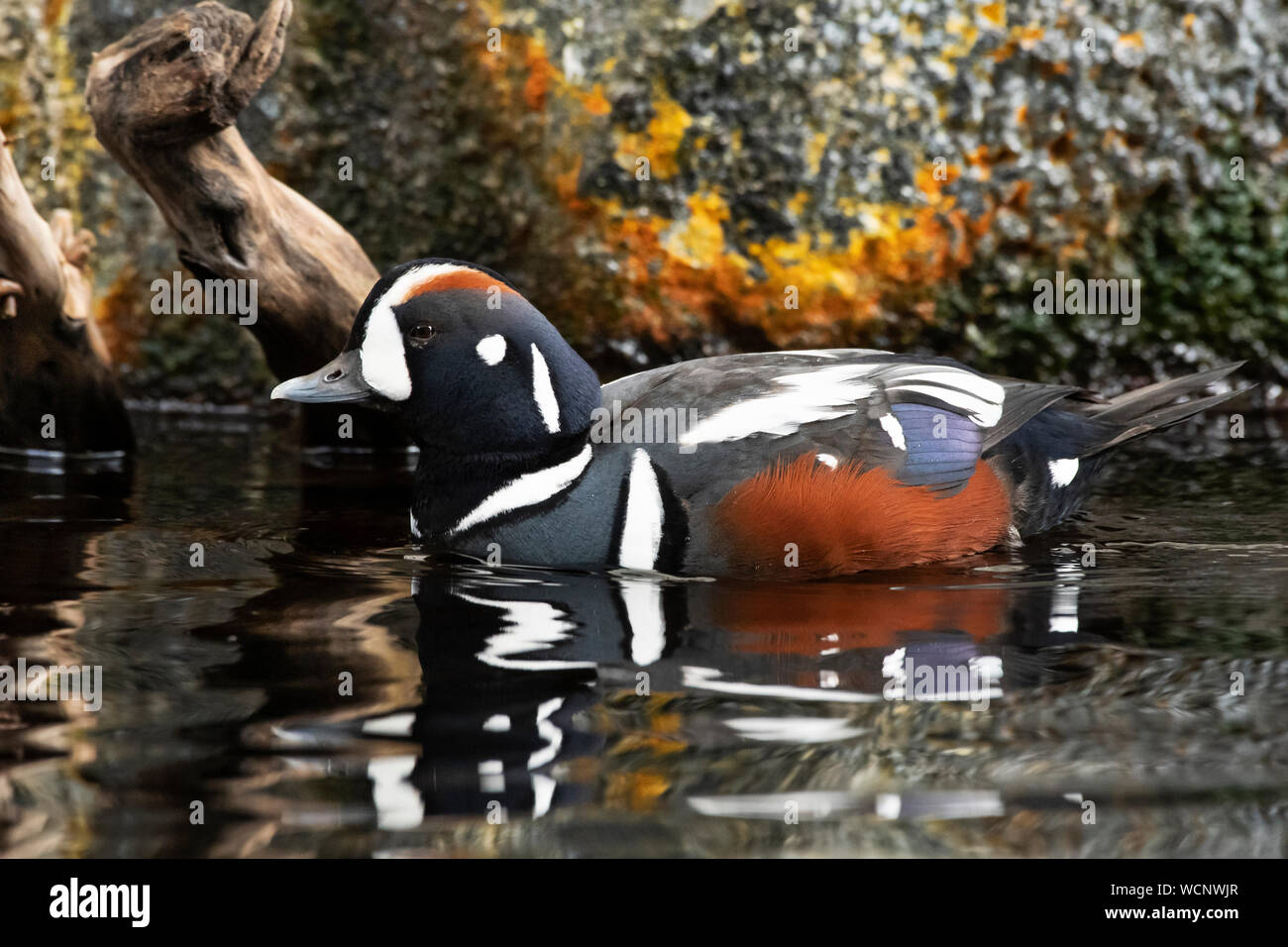 North America; United States; Alaska; Spring; Wildlife; Birds ...