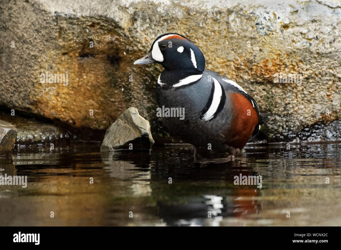 North America; United States; Alaska; Spring; Wildlife; Birds ...