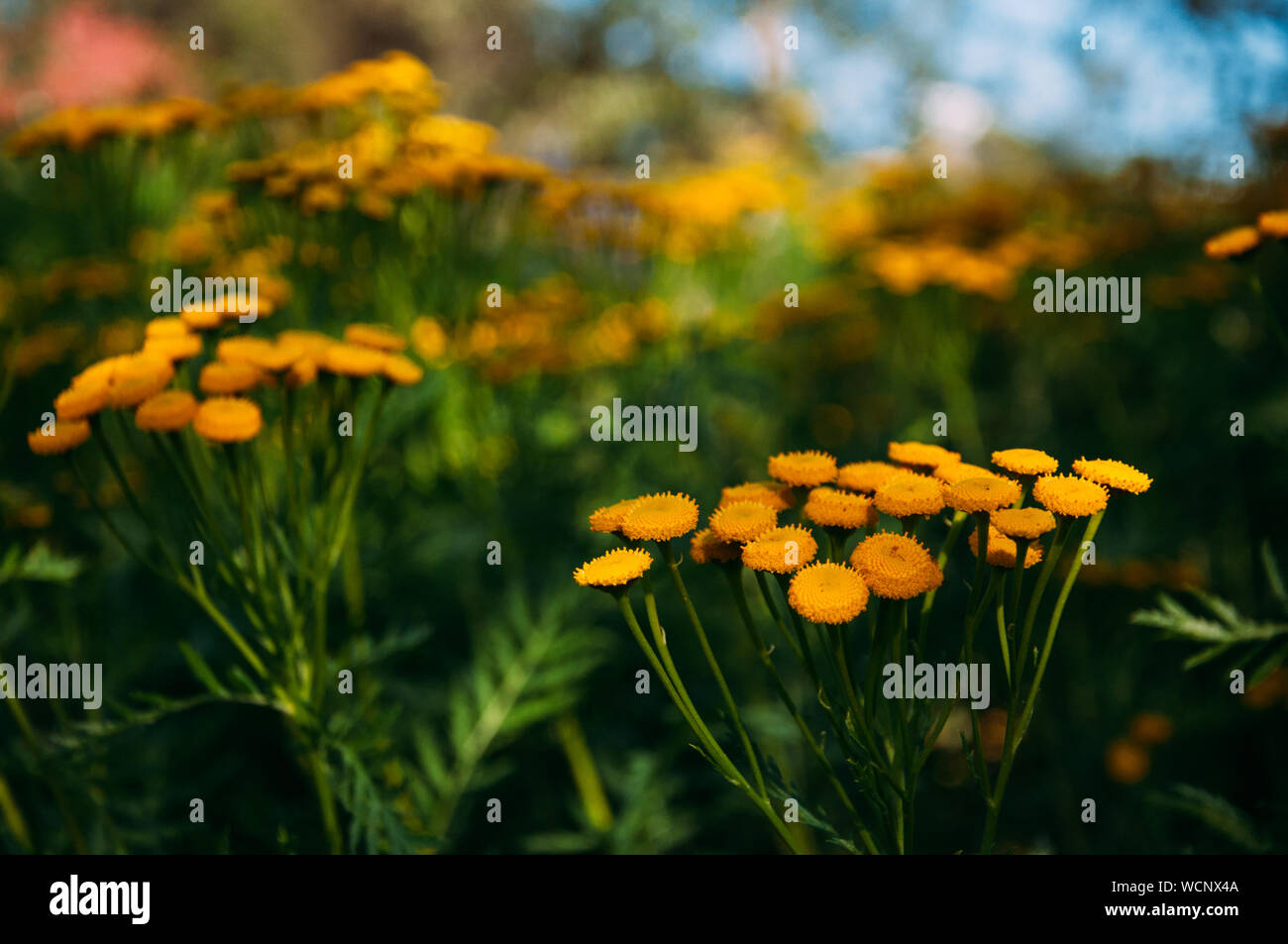Tansy aster hi-res stock photography and images - Alamy